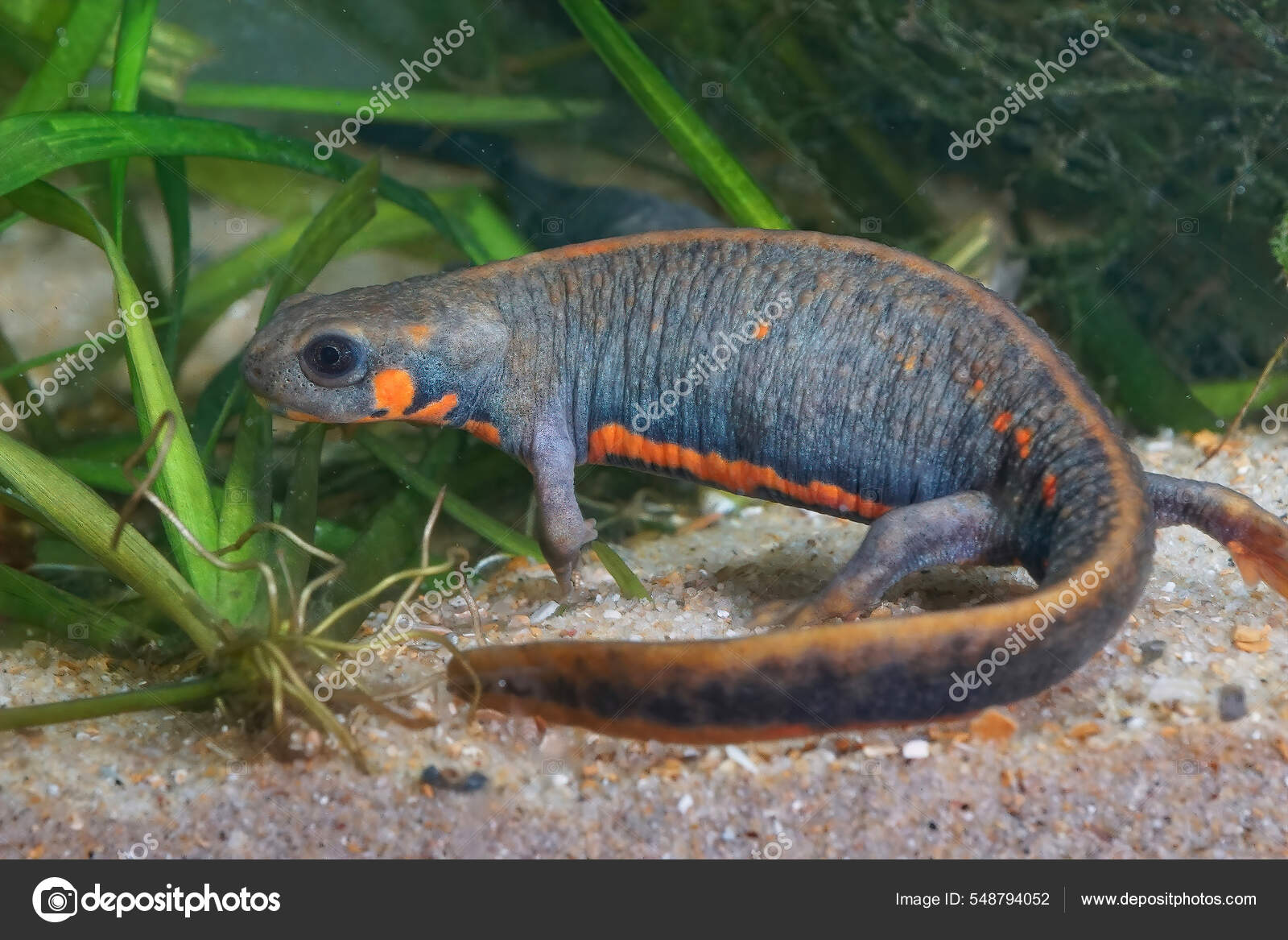 How Long Do Chinese Fire Belly Newts Live