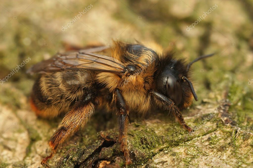 Primer plano sobre una oscura y peluda abeja, Anthophora furcata ...