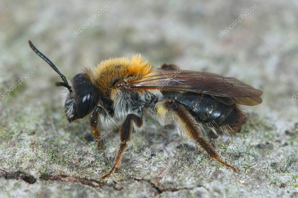 Primer plano de una peluda hembra de la amenazada abeja minera pintada ...