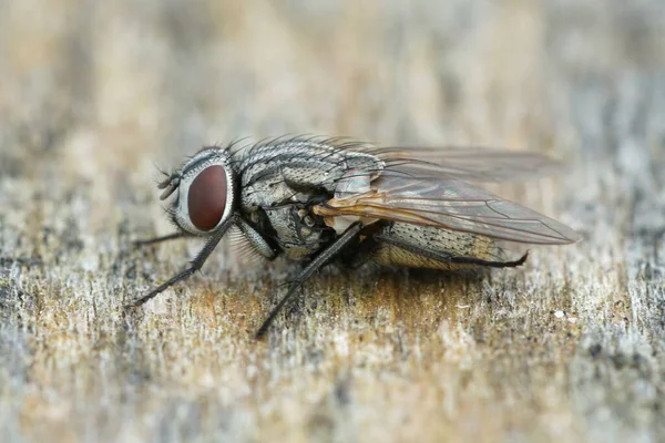 Face fly Stock Photos, Royalty Free Face fly Images | Depositphotos