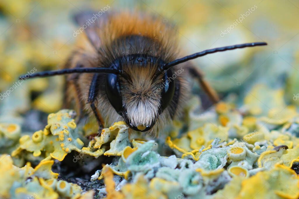 Primer plano frontal de una abeja de alba il roja reci n emergida ...