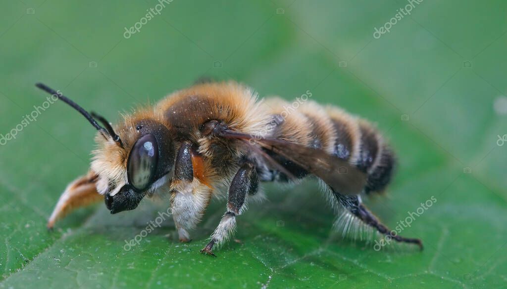 Primer plano del macho de la abeja cortadora de hojas de Willughby ...