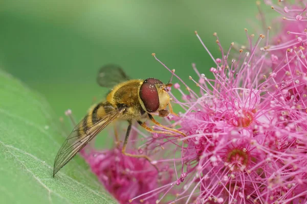 Colorful closeup on Common banded hoverfly, Syrphus ribesii, covered ...