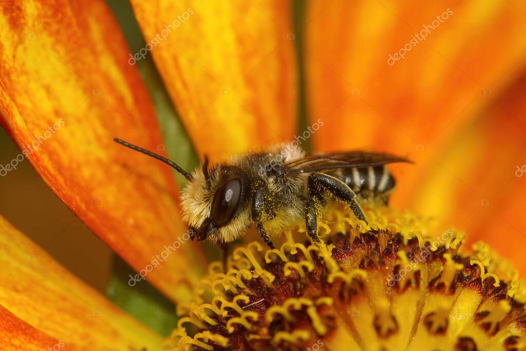 Primer plano de una abeja cortadora de hojas masculina, Megachile ...