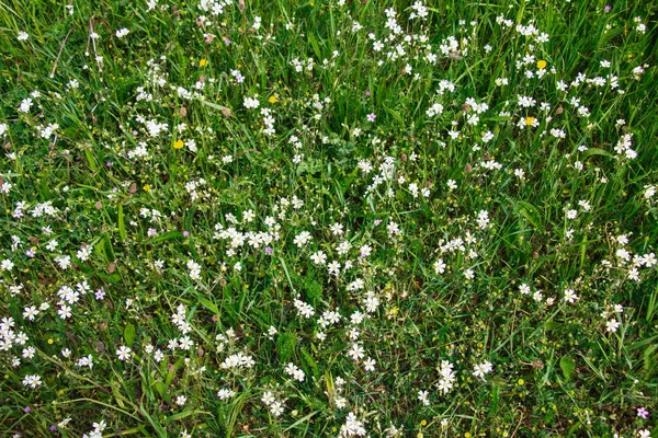 Pasto con flores fotos de stock, imágenes de Pasto con flores sin ...