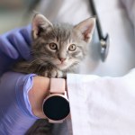 Animal doctor closeup with pets Stock Photo by ©ilona75 25388201