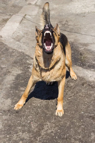 Snarling German Shepherd