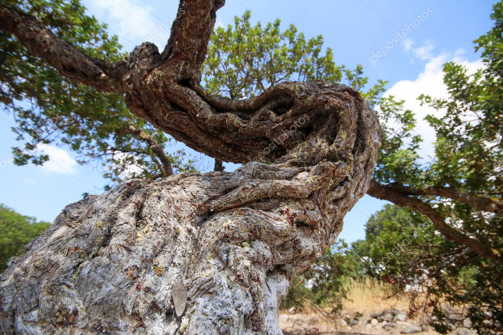 Mastic tree with mastic tears in Chios island, Greece. 2023