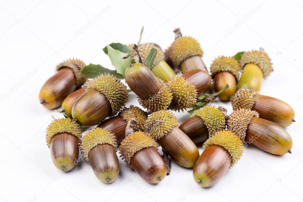 La bellota o roble de Kermes, Quercus coccifera, es un roble de la ...