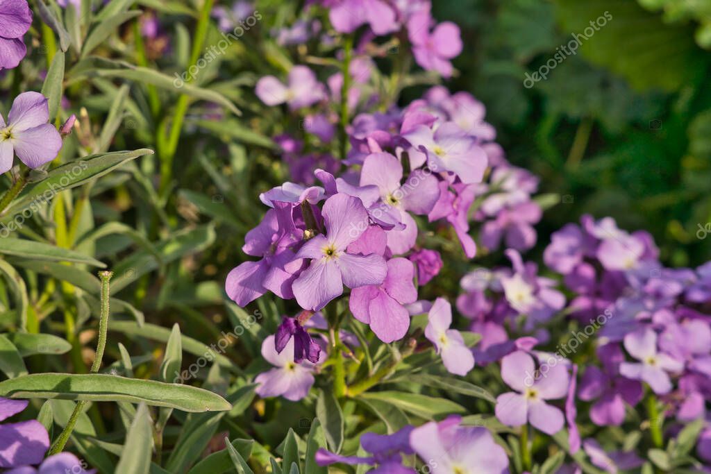 A Matthiola maderensis Lowe on the peninsula of sao lourenco in madeira ...