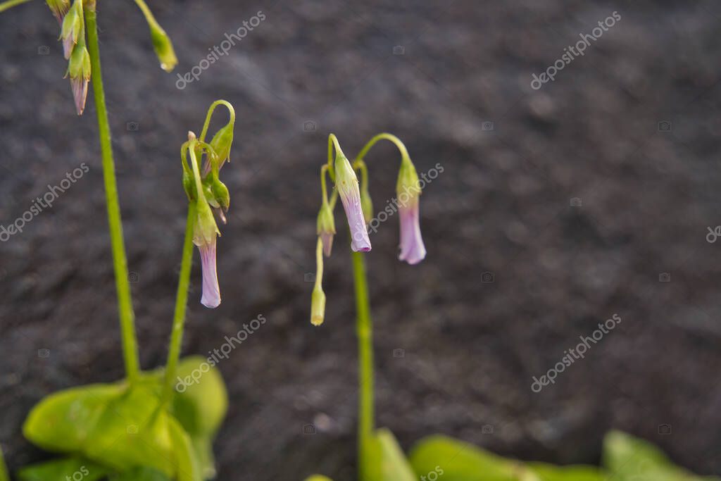 Flor de Oxalis debilis, también conocida como acedera rosada de flores ...