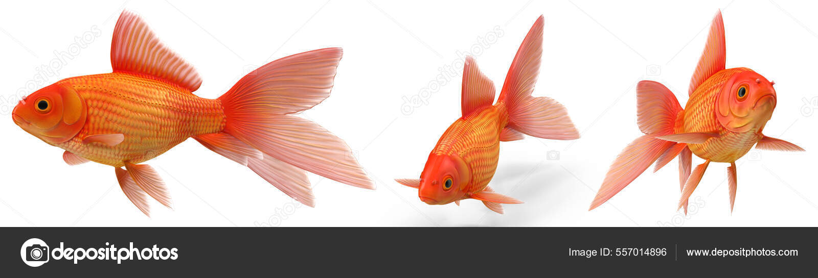 Golden Fish Wallpaper 3d