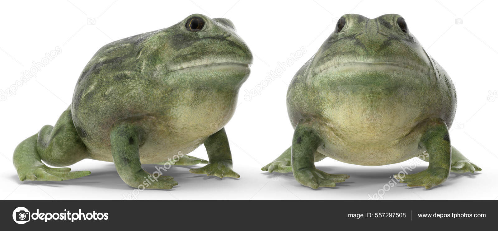 Pixie Frog Posa Sobre Fondo Aislado Renderizado — Foto de stock ...