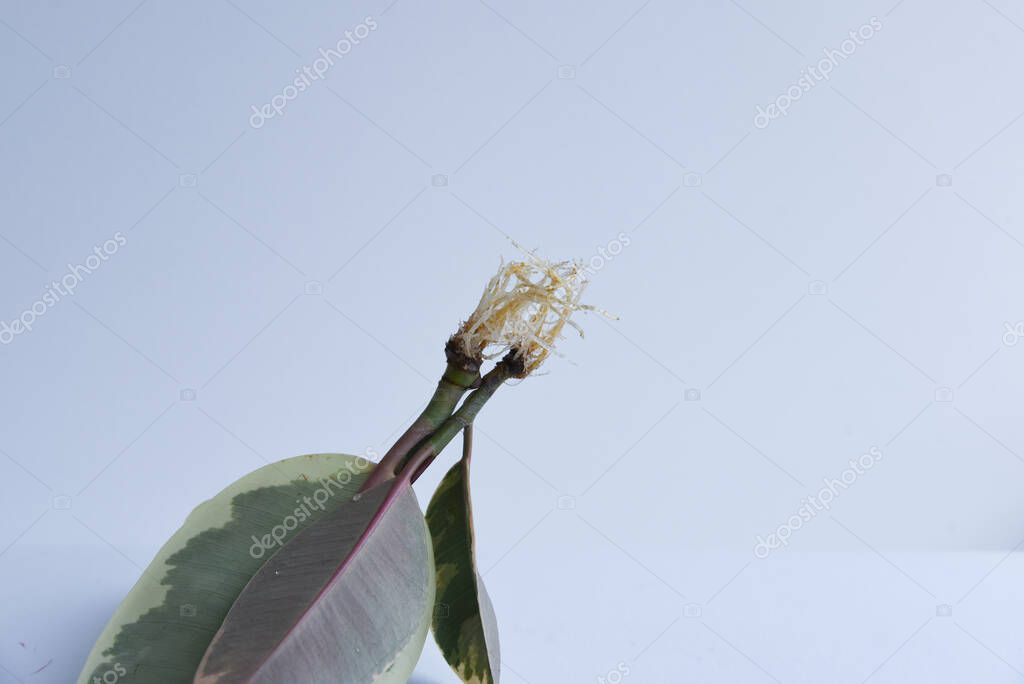 Corte enraizado de ficus elastica en vaso de agua. Potted monstera ...