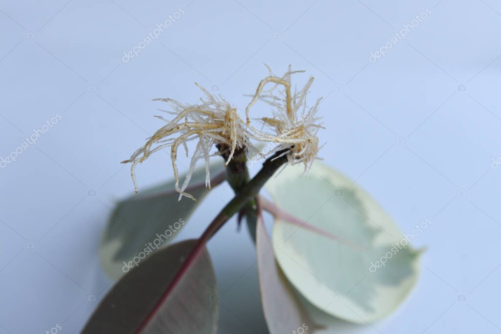 Corte enraizado de ficus elastica en vaso de agua. Potted monstera ...
