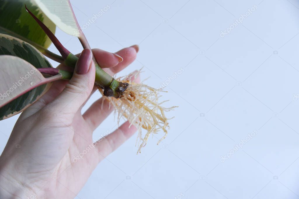 Corte enraizado de ficus elastica en vaso de agua. Potted monstera ...