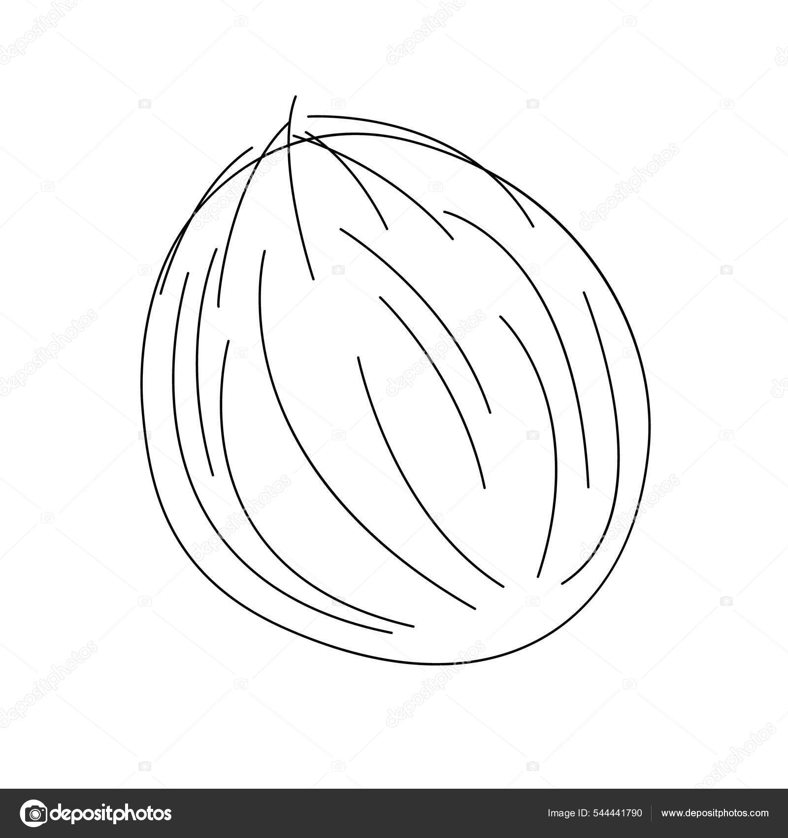 Coconut line art. Outline. Vector, illustration, isolated Stock Vector ...