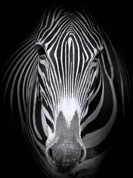 High Contrast Animal Photography