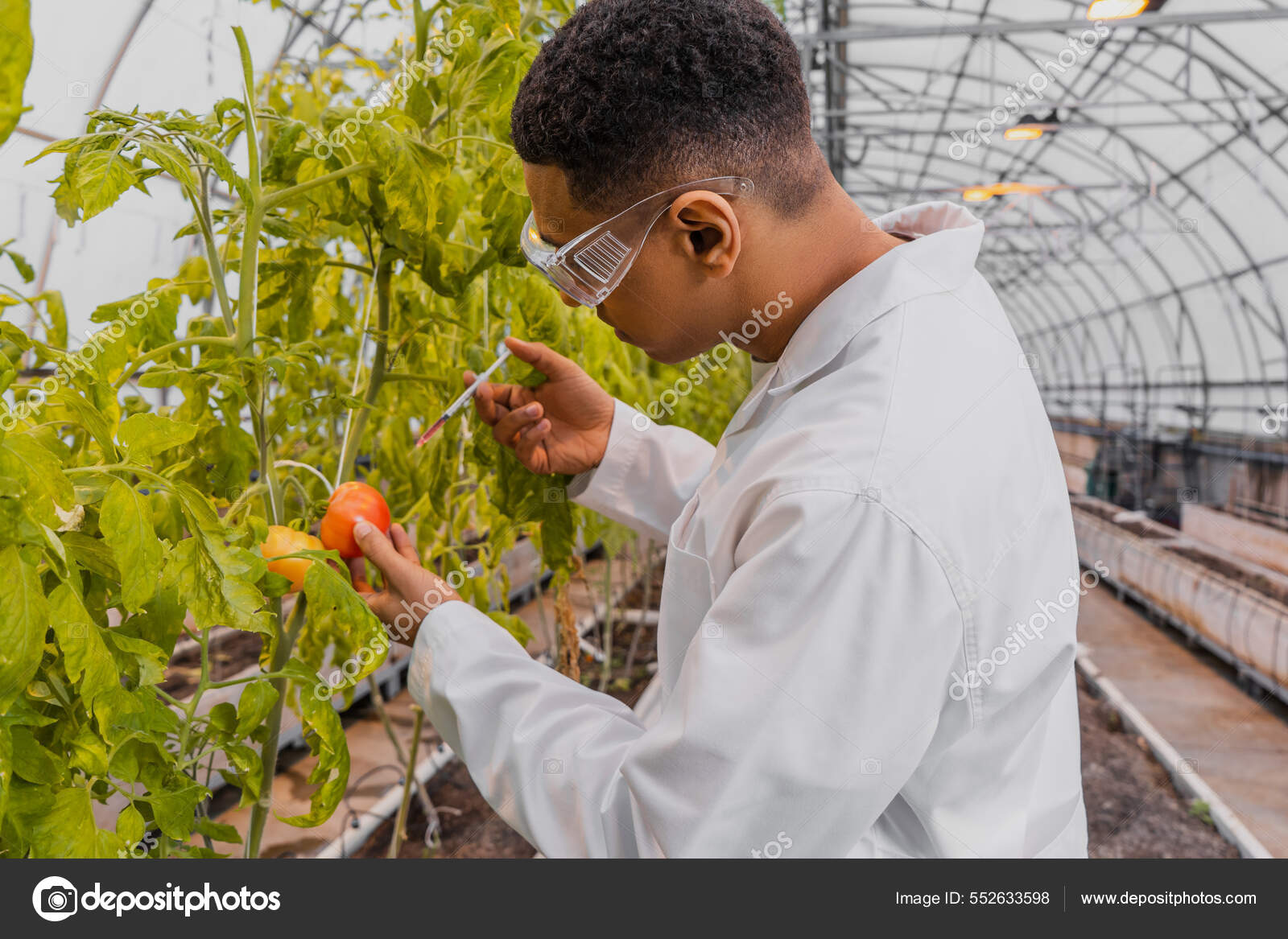Side View African American Botanist Holding Syringe Tomato Plant ...