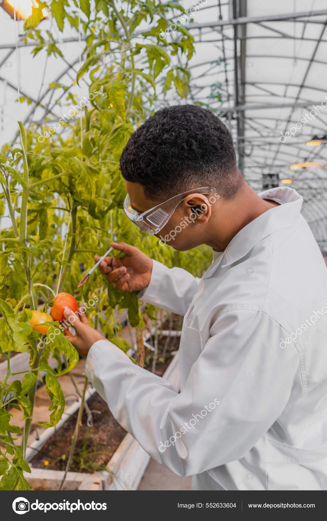 Side View African American Botanist White Coat Holding Syringe Tomato ...