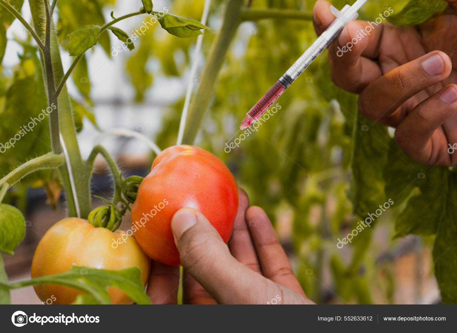 Cropped View African American Botanist Holding Syringe Tomato Plant ...