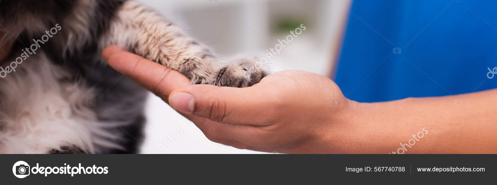 Dog And Cat Touching Paws