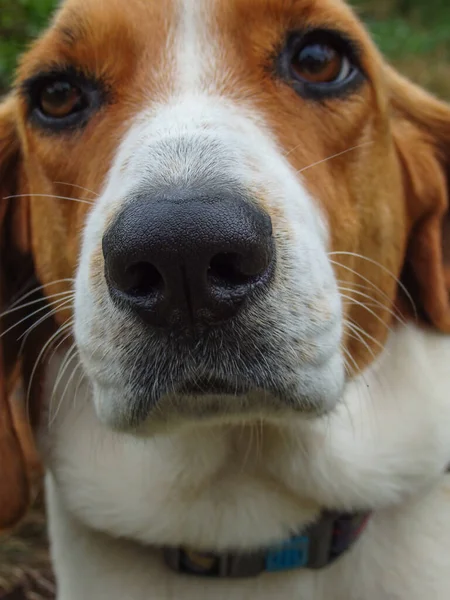 Cara de cachorro beagle Stock Photos, Royalty Free Cara de cachorro ...