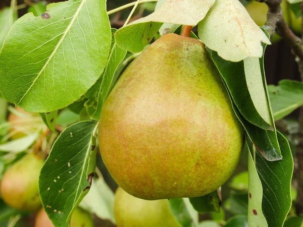 Pears on tree in fruit garden. Fresh organic pears on tree branch. A ...