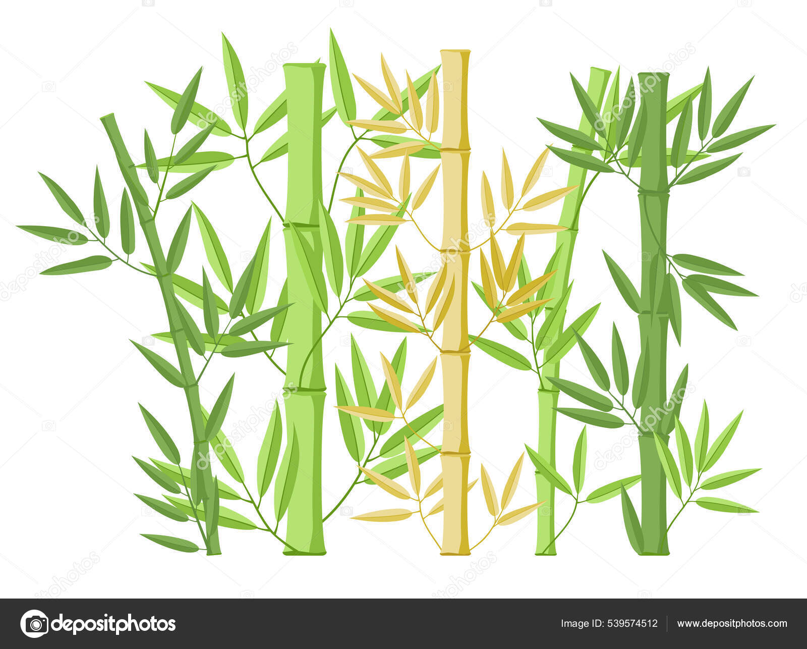 Ilustrasi dengan bambu pada latar belakang putih. Tahap pertumbuhan ...