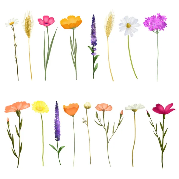 51,590,377 Wildflowers Stock Illustrations | Depositphotos