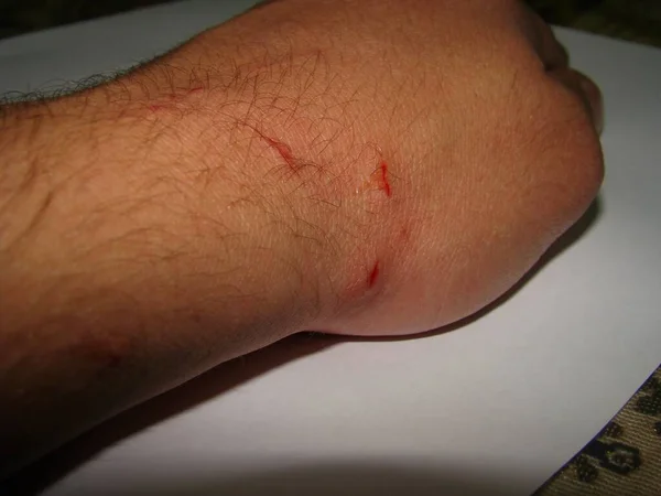 Contusion Wound Animal