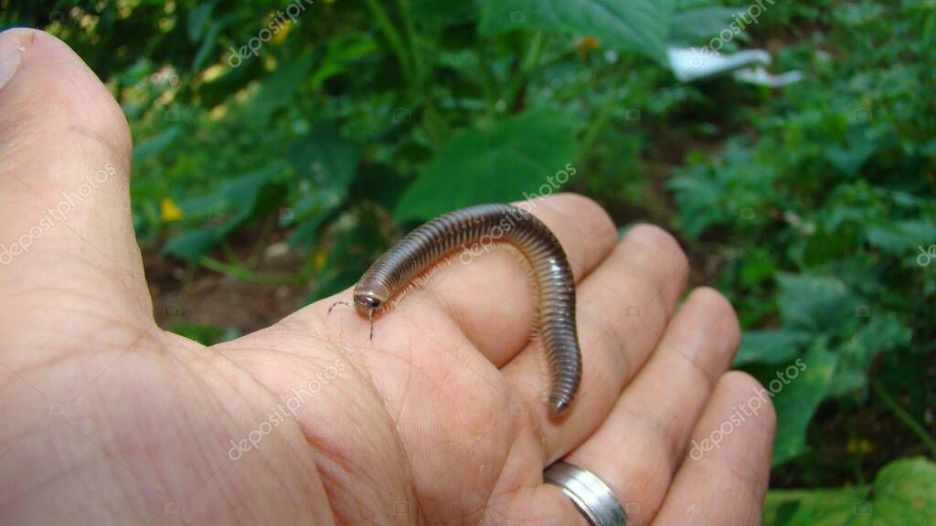 Millipede. Veterinario exótico sosteniendo un insecto, veterinario ...