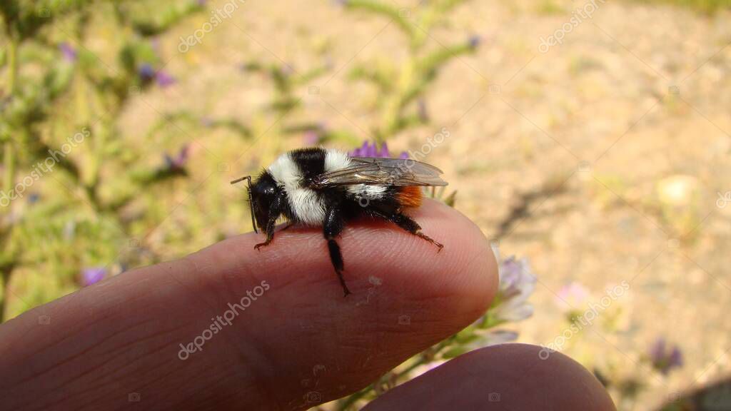 Abejorro descansando en mi dedo, veterinario exótico sosteniendo un ...