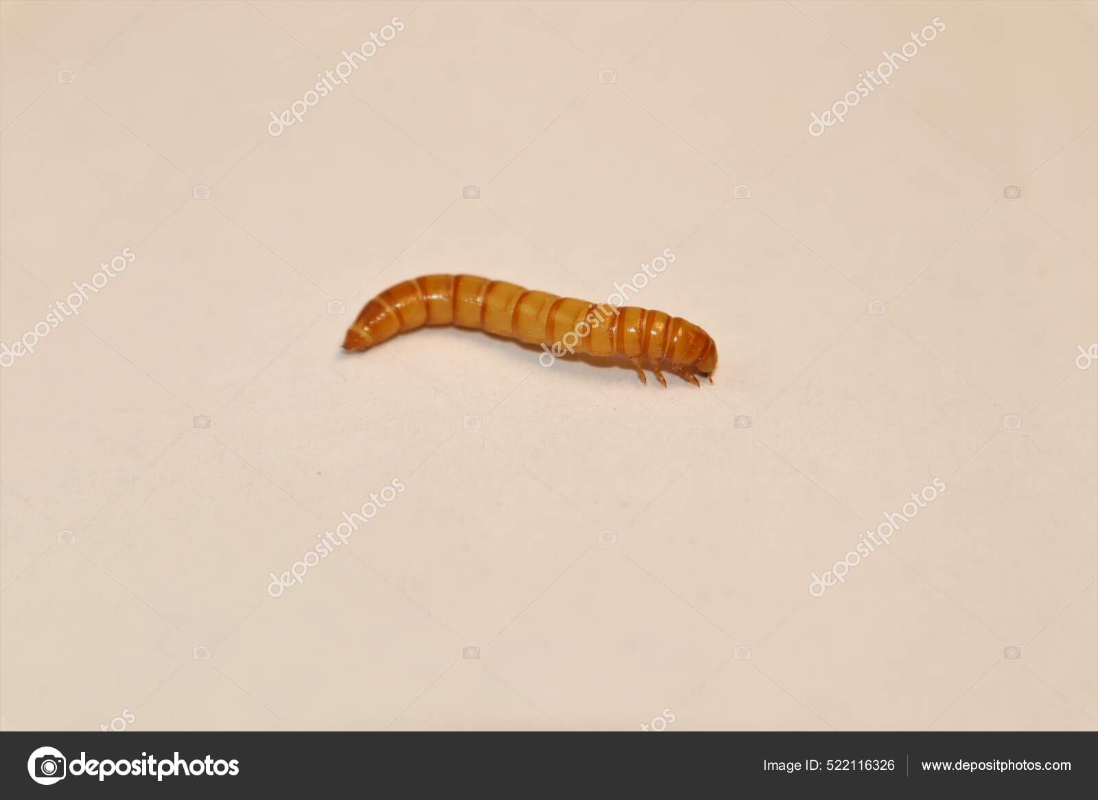 Closeup Black Beetle Larva White Background Mealworms Mealworm Isolated ...