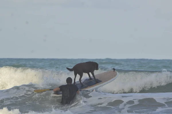 Surfing labrador Stock Photos, Royalty Free Surfing labrador Images ...