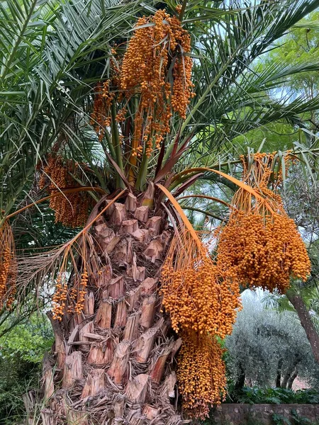 Babylon areolata Stock Photos, Royalty Free Babylon areolata Images ...