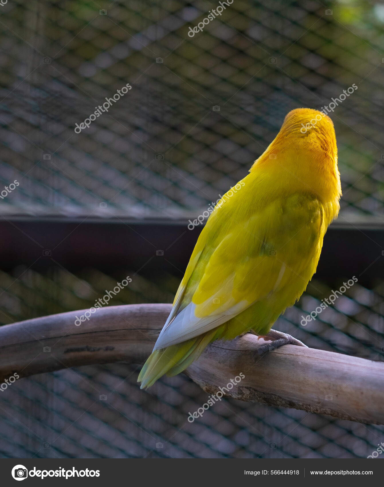 Back View Exotic Yellow Parakeet Sitting Wood Branch Cage Bali Stock ...