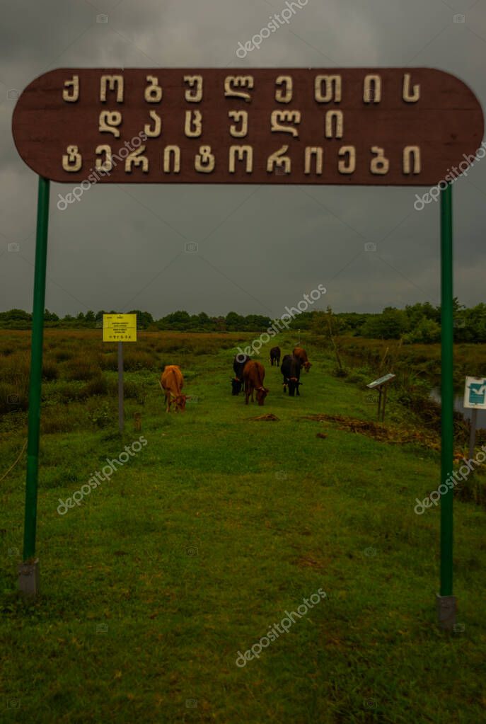 KOBULETI, GEORGIA: Marismas raras y únicas de Ispani en la Reserva ...
