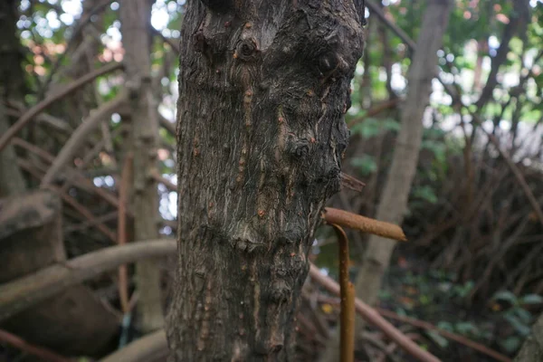 Palo santo tree Stock Photos, Royalty Free Palo santo tree Images ...