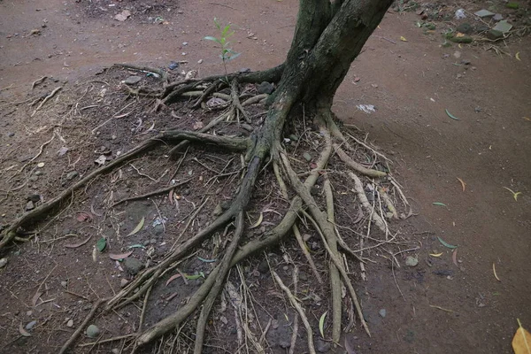 Elephant roots Stock Photos, Royalty Free Elephant roots Images ...