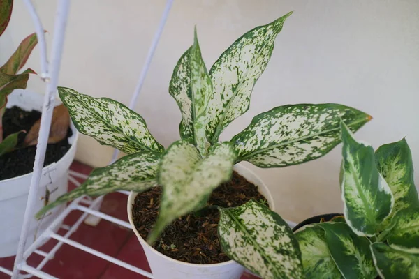 Henna plant Stock Photos, Royalty Free Henna plant Images | Depositphotos