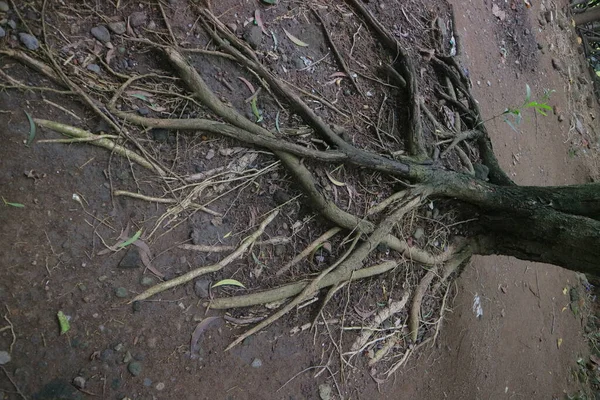 Removal of roots Stock Photos, Royalty Free Removal of roots Images ...