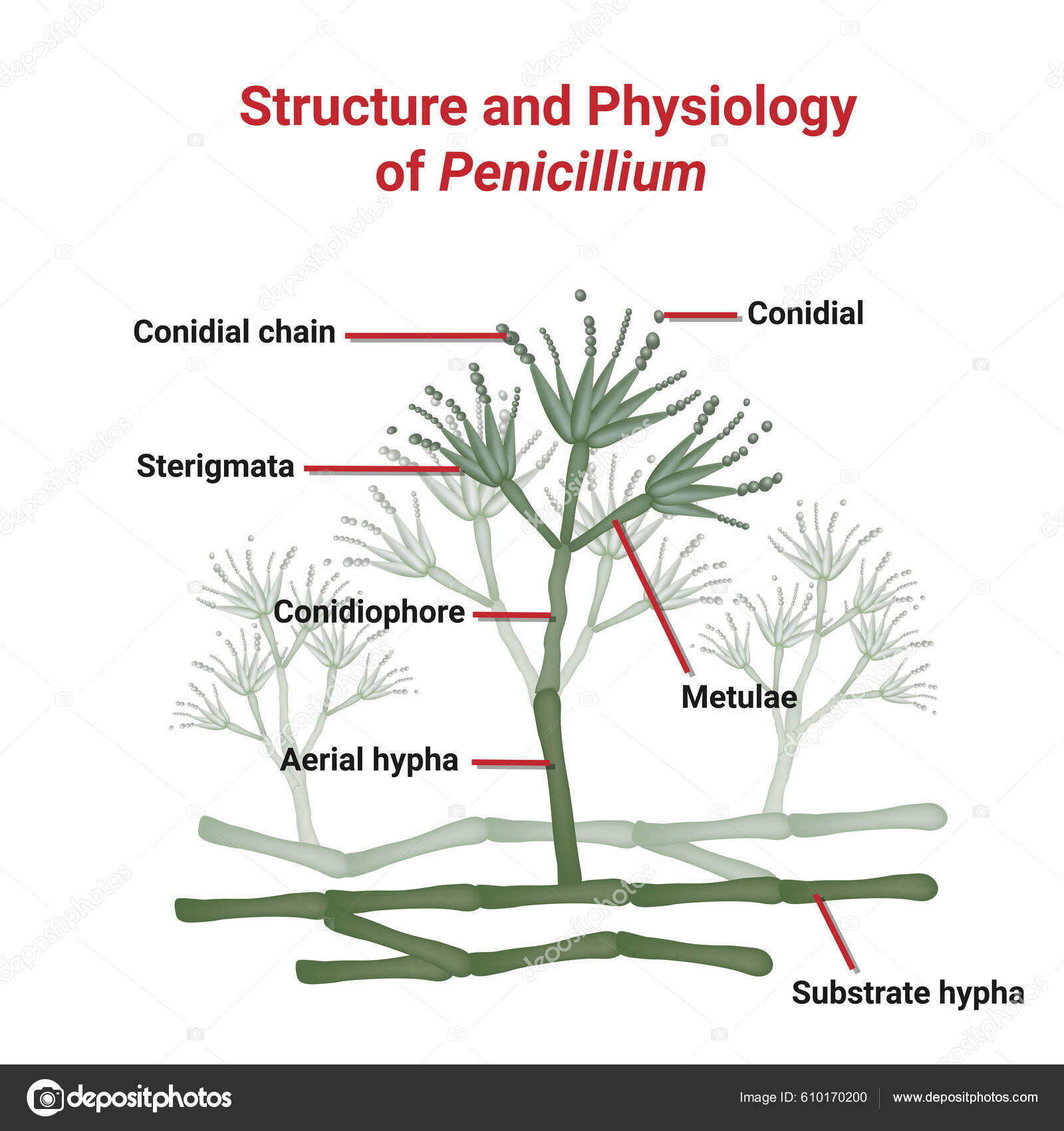 Penicillium Fungi Diagram