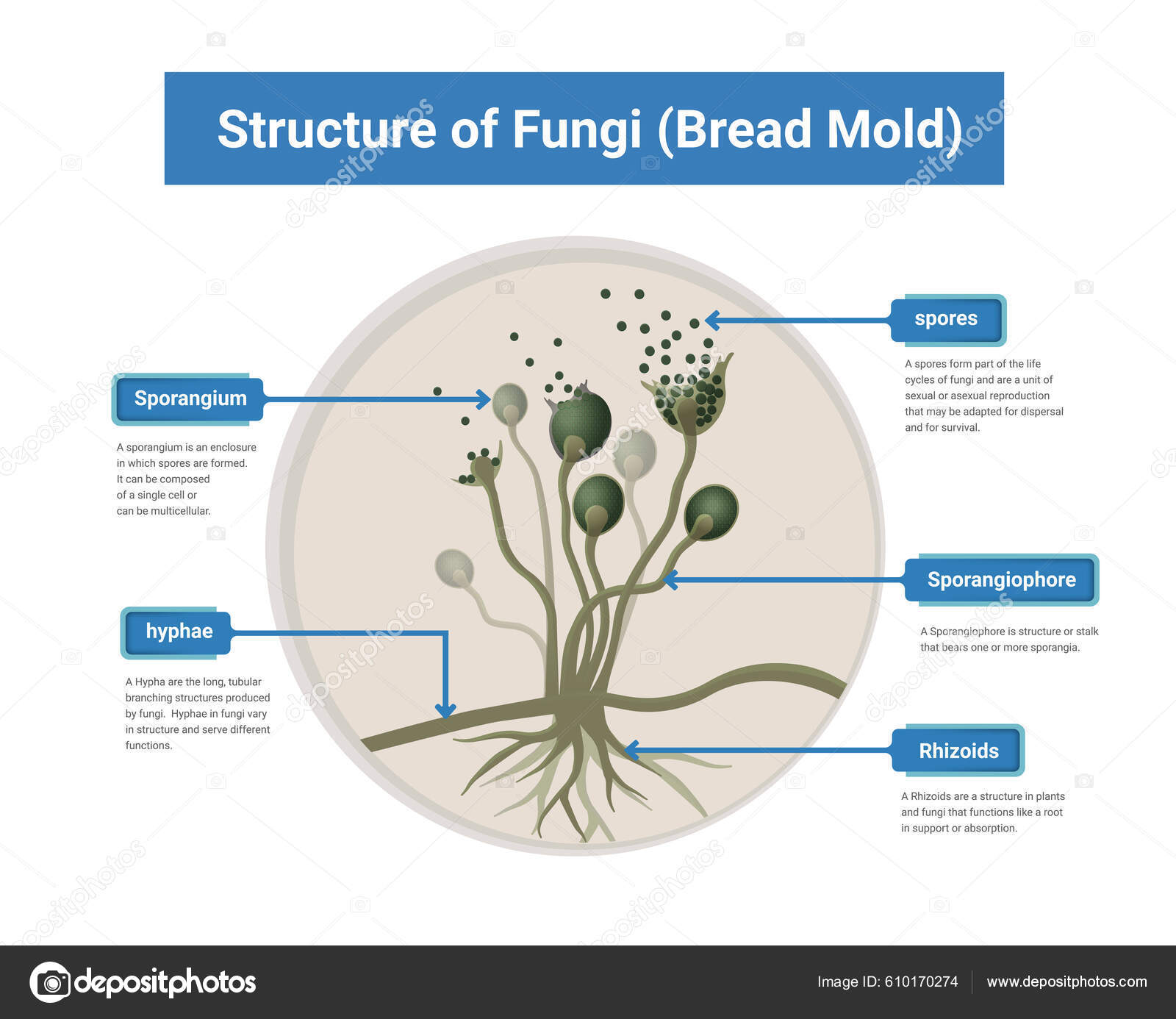 Black Bread Mold Diagram