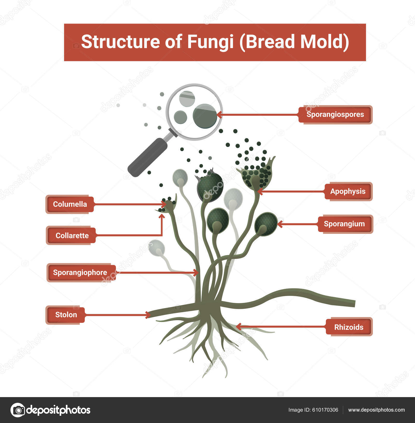 Structure Rhizopus Mold Bread Mold Black Fungus Illustration Opportunistic Fungi Stock Vector By