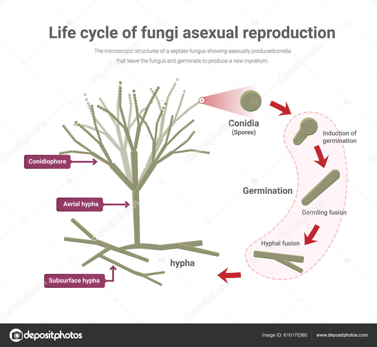 Ciclo De Vida Do Penicillium Chrysogenum Penicillium Chrysogenum An