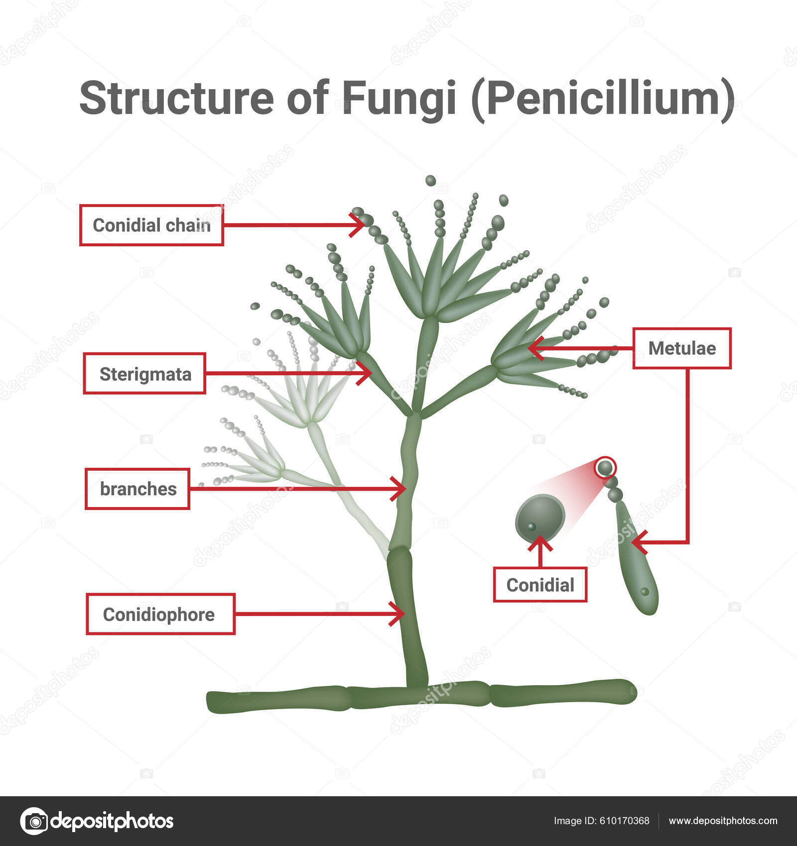 Conidia Labeled