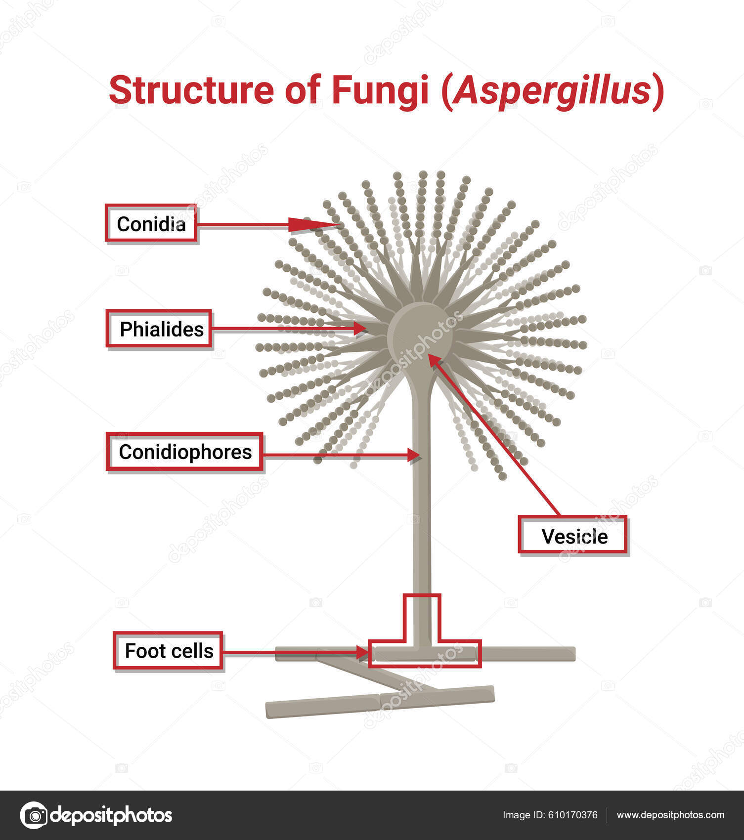 Structure Physiology Aspergillus Optical Microscope Isolated White ...
