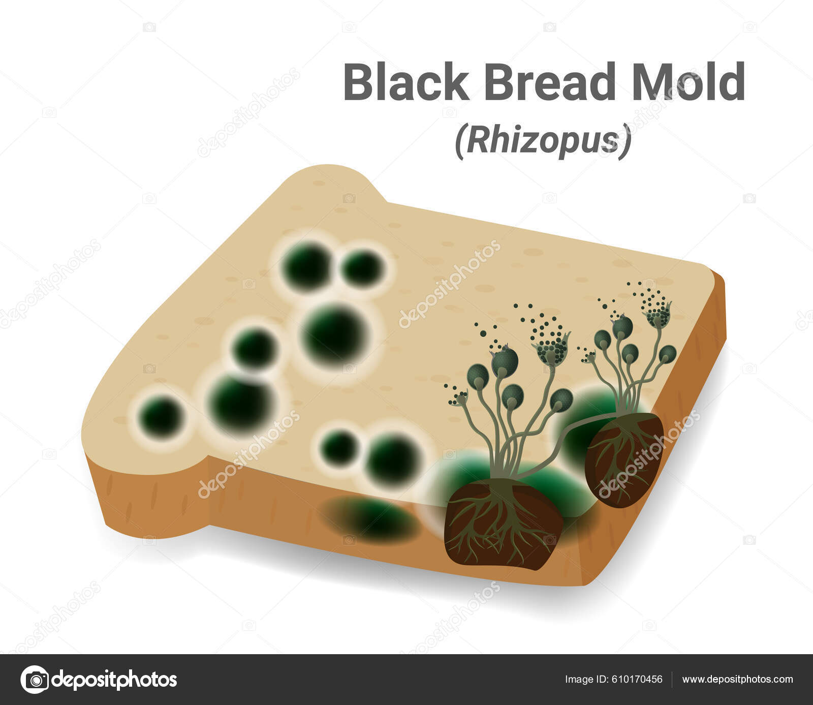 Bread Mold Diagram