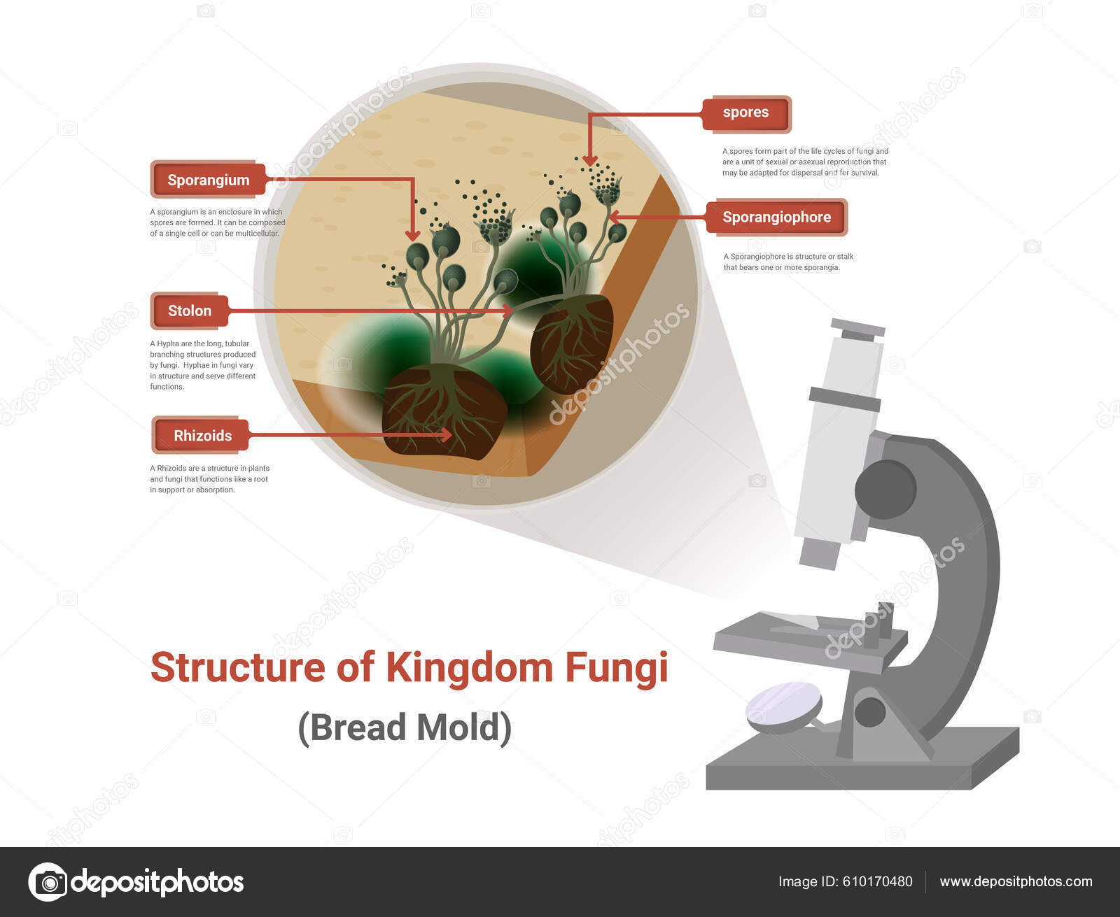 Jamur Roti Jamur Hitam Bawah Mikroskop Optik Terdapat Pada Pelat Vektor ...